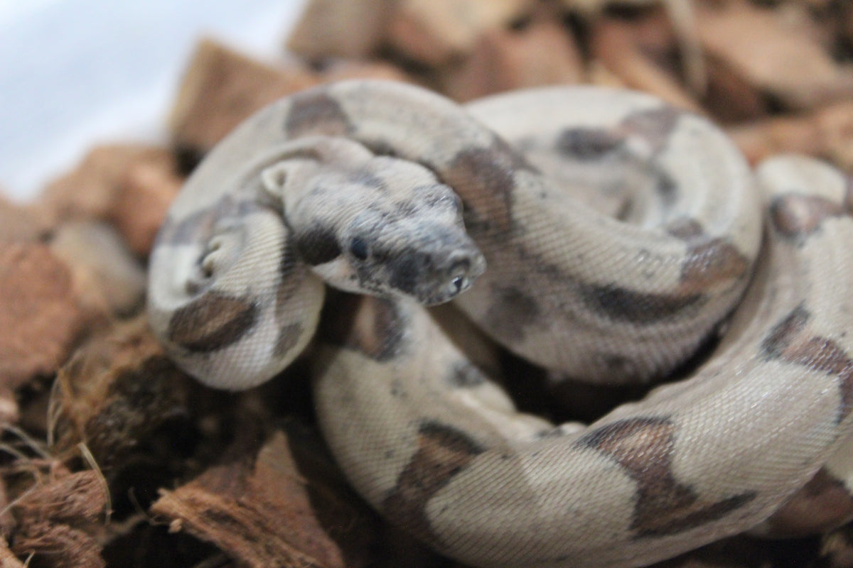 Boa Colombiana Hypo Jungle Het Albino Khal Macho ID R10-03 – ReptileInk