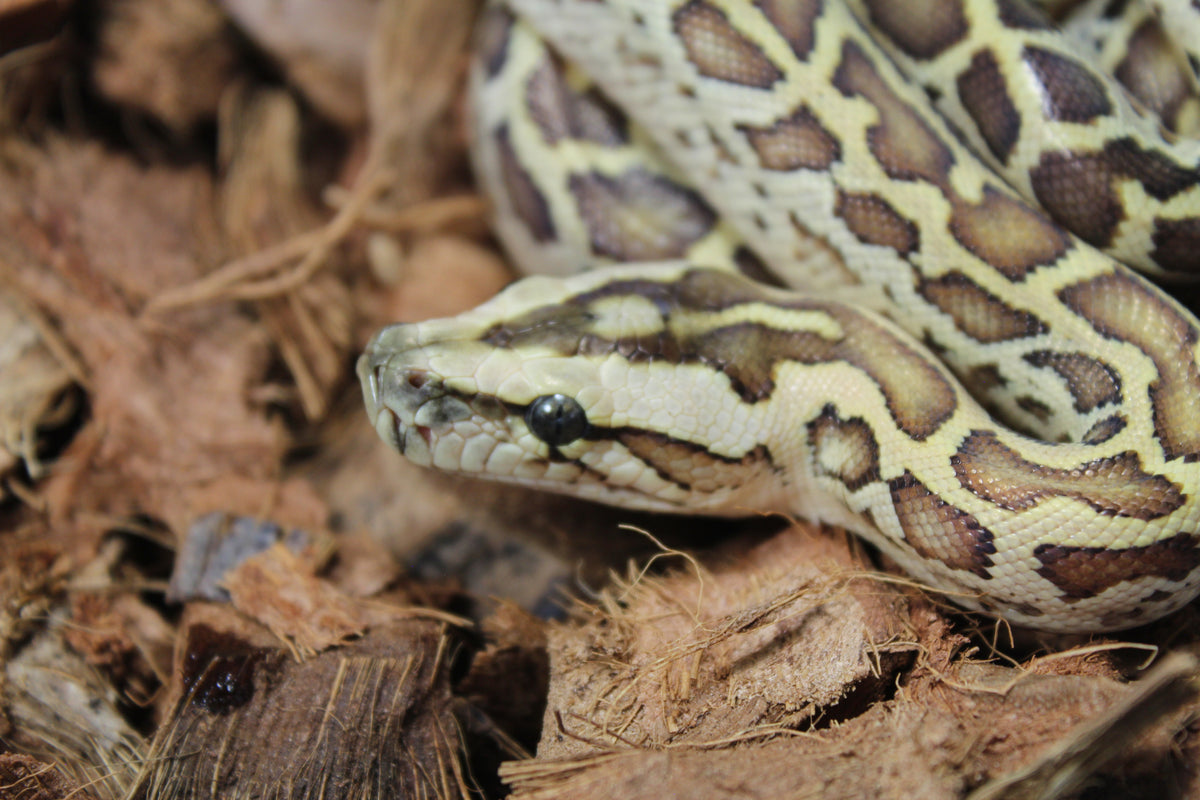 Piton Burmes Hypo 100% Het Granito Macho ID R12-06 – ReptileInk