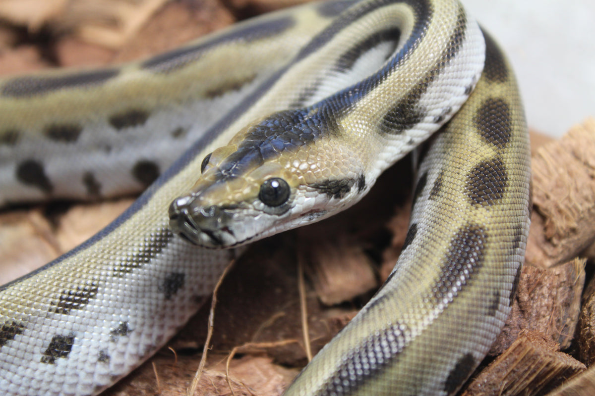 Piton Burmes Green Het Albino Hembra ID R17-10 – ReptileInk