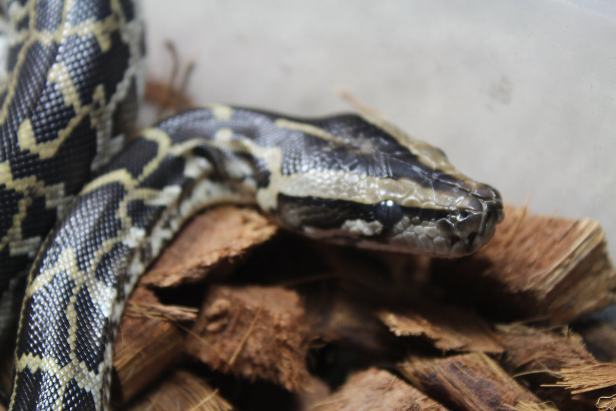 Piton Burmes Nominal Het Laberinto Hembra ID R14-11 – ReptileInk