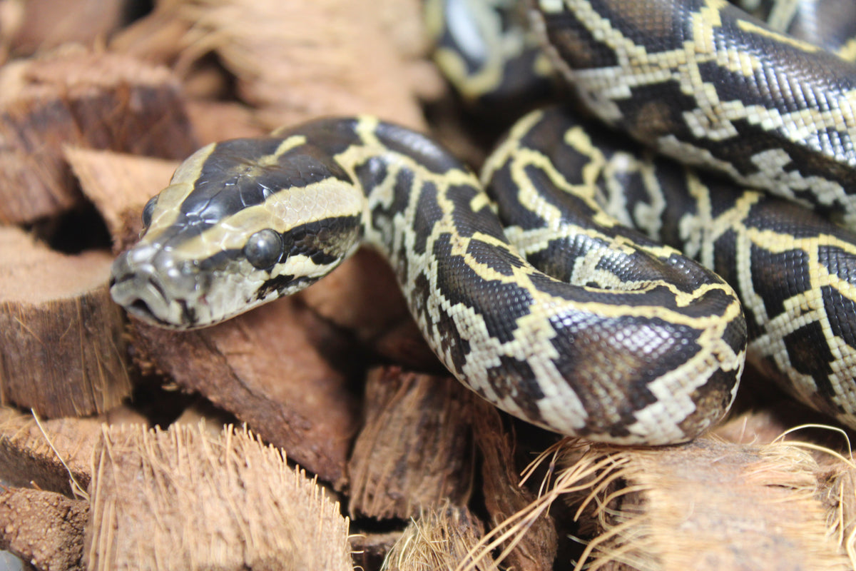 Piton burmes Nominal Het Albino Hembra iD R3-14 – ReptileInk