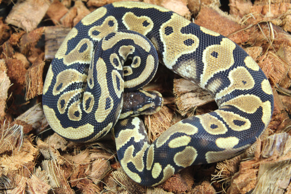 Piton Bola (Python Regius) – ReptileInk