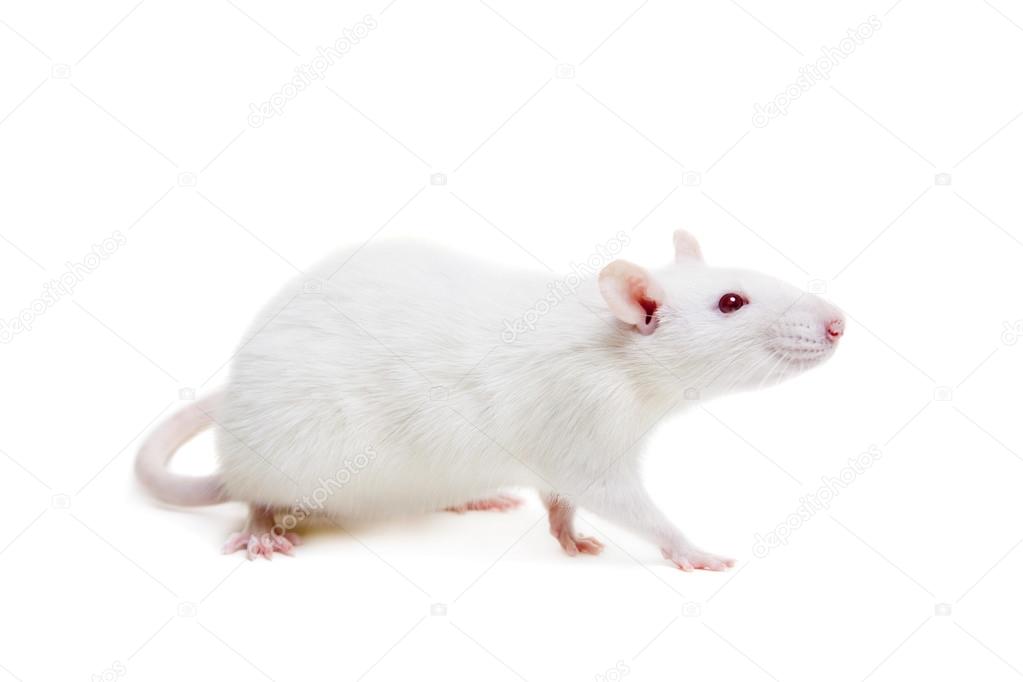 Rata Adulta Congelada – ReptileInk